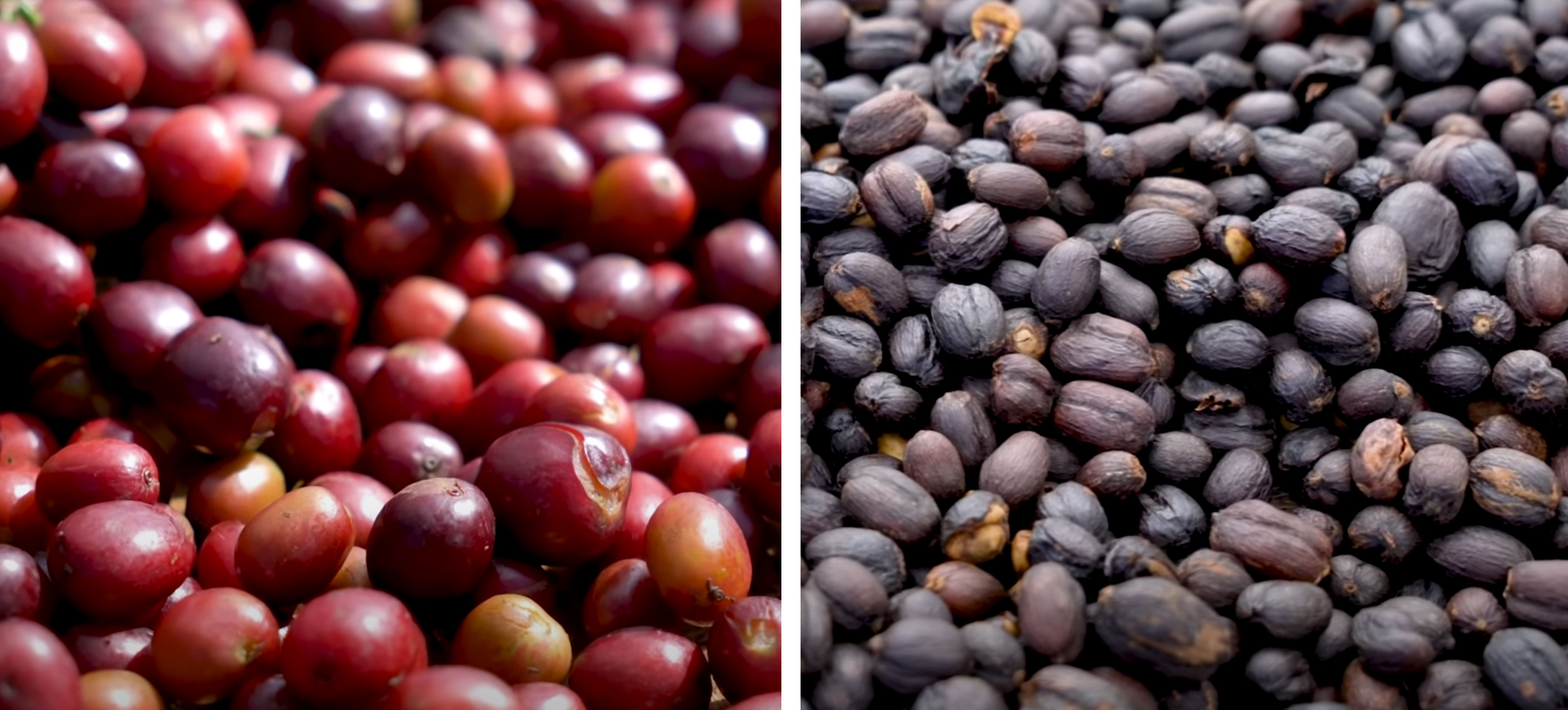 การเดินทางของเมล็ดกาแฟ - Coffee Processing - cafn.co